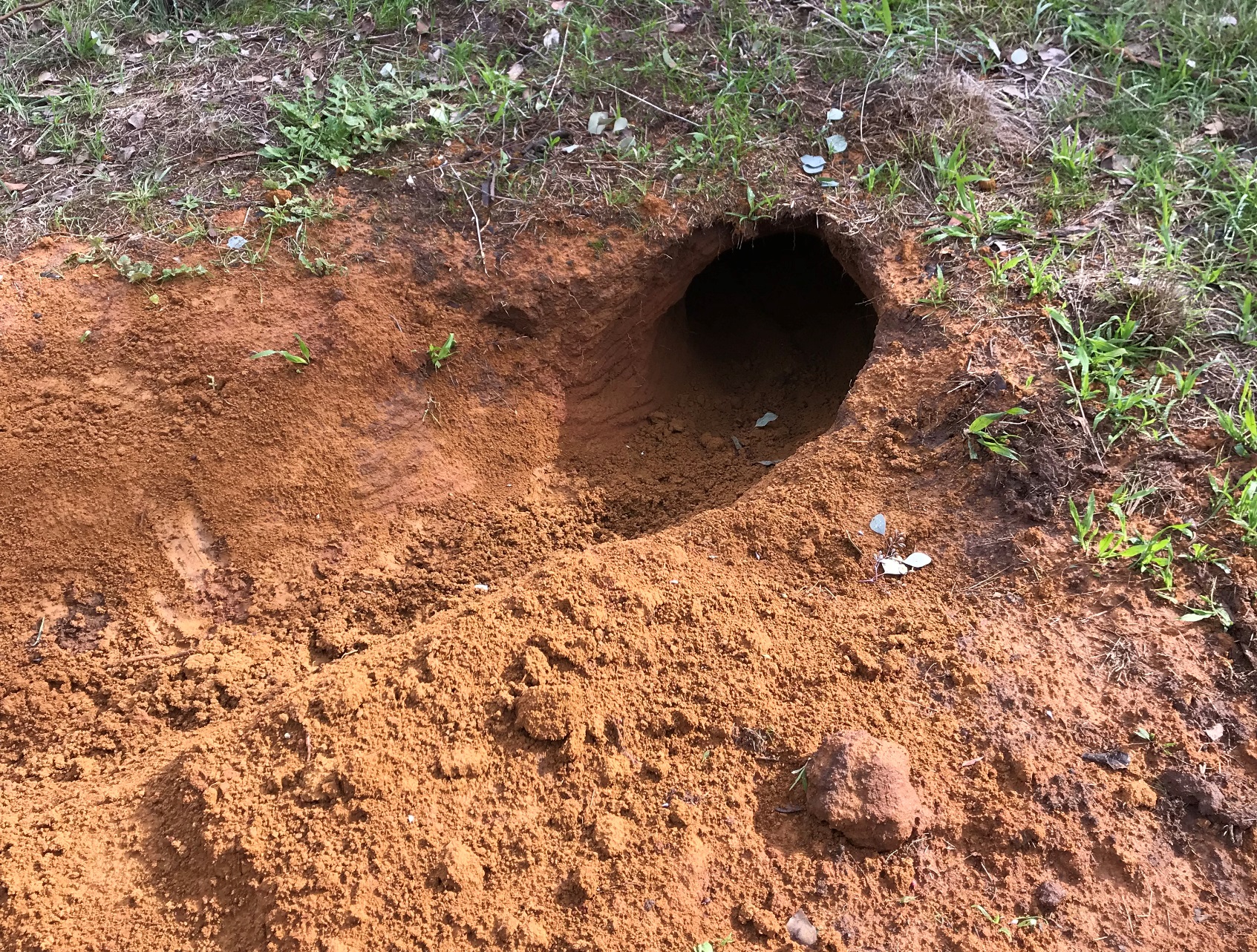 Where the Wombats are – Parklands Albury Wodonga