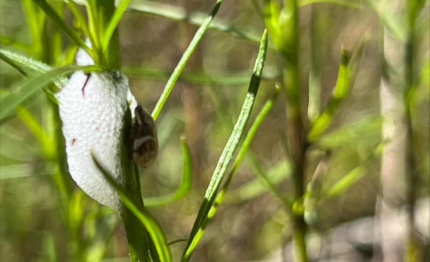 What’s all the spit about? – Parklands Albury Wodonga