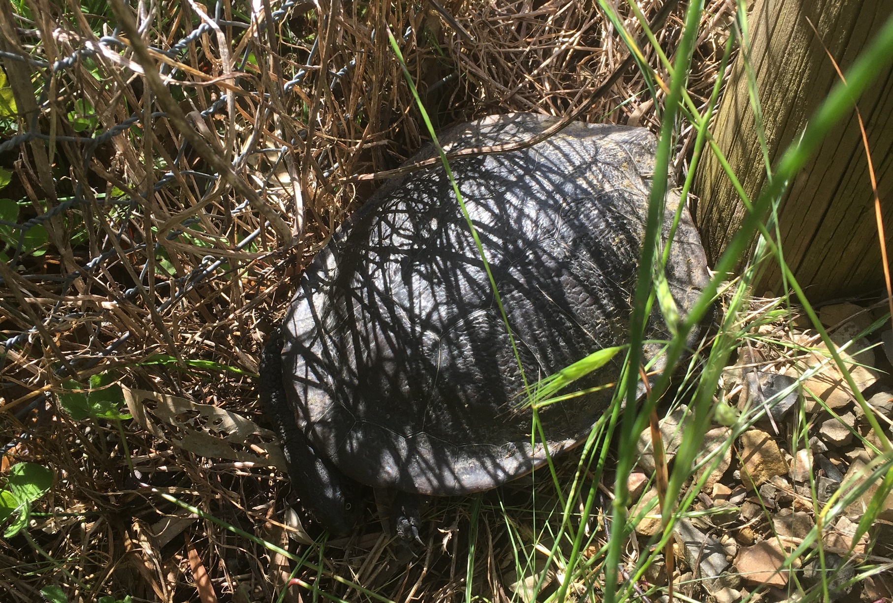 Turtles on the Move – Parklands Albury Wodonga