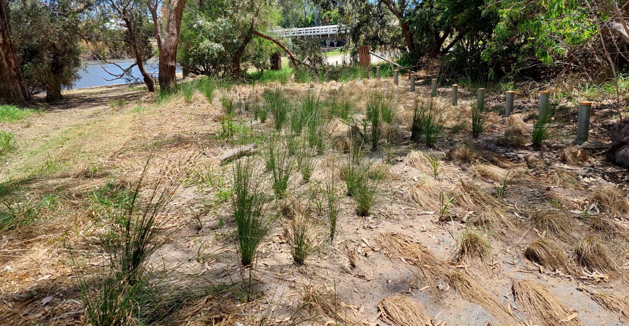 Volunteers tackle flood damage at Waterworks – Parklands Albury Wodonga