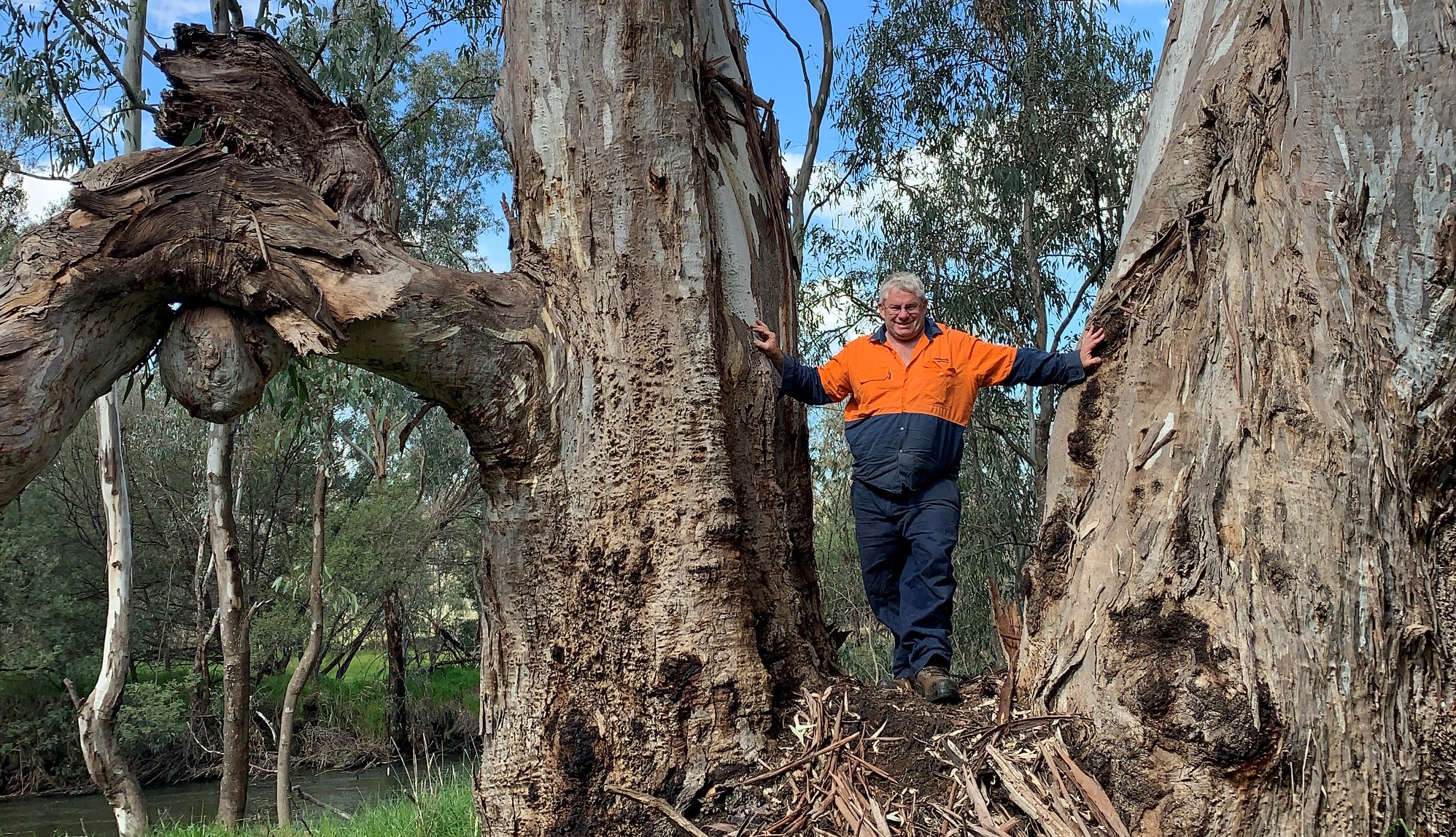 Trees of significance – acknowledging our local special trees ...
