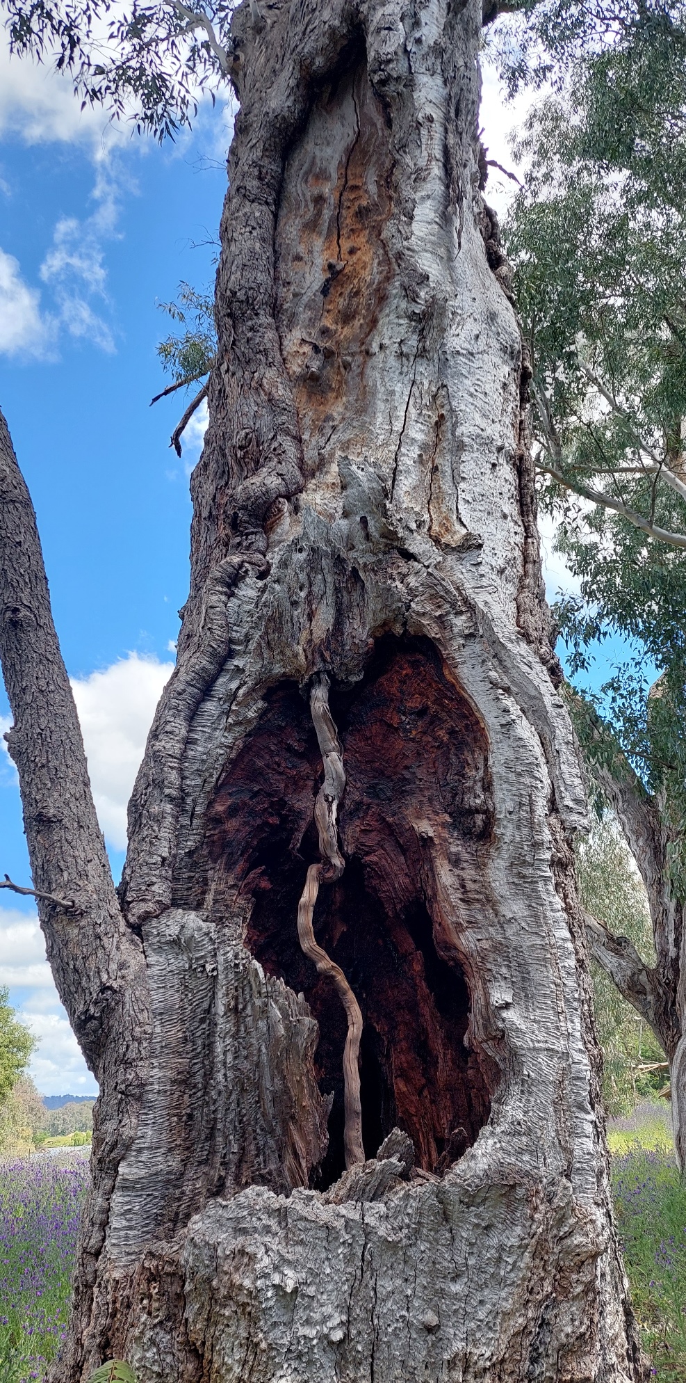 Trees of significance – acknowledging our local special trees ...