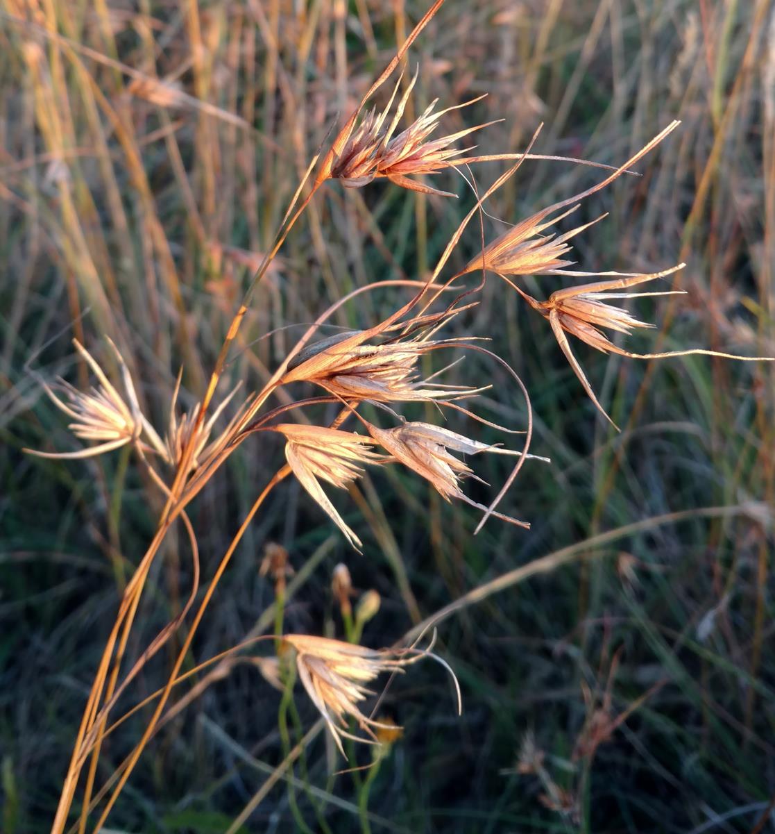 The Importance of Ecological Burns – Parklands Albury Wodonga