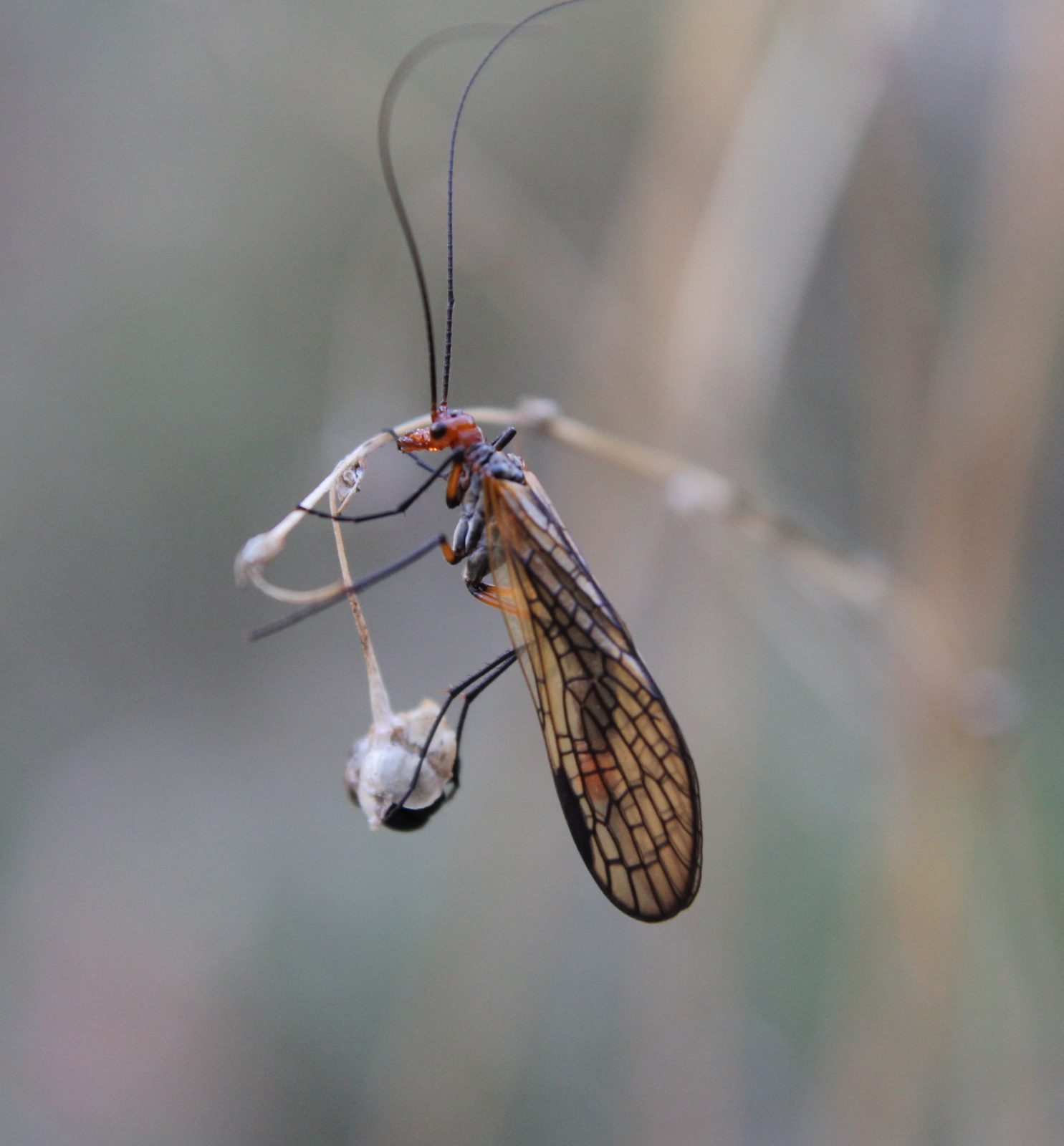 Noticing Nature in April – Parklands Albury Wodonga