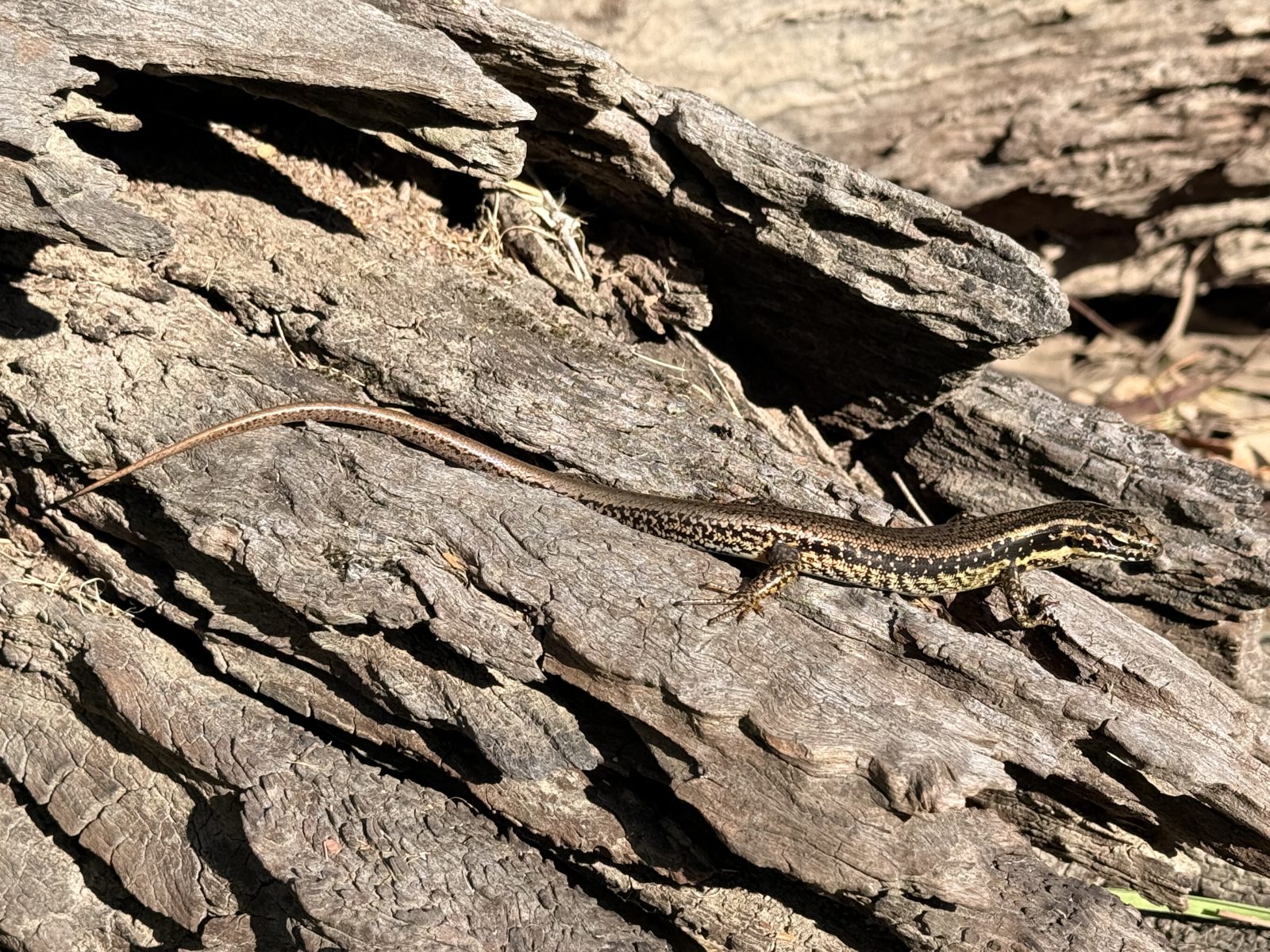 The Value of Fallen Timber in our Ecosystems – Parklands Albury Wodonga