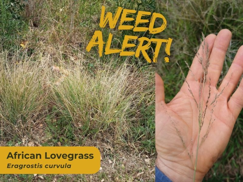Invasive Grass ID and Removal in Wodonga – Parklands Albury Wodonga