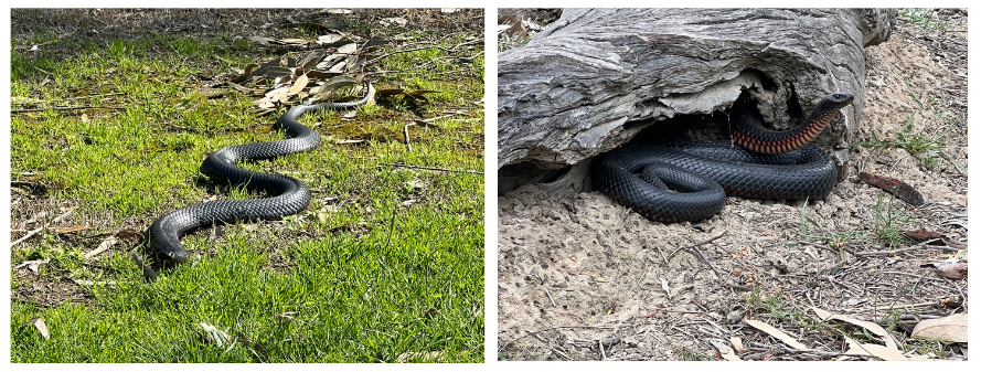 Get to Know Our Local Snakes and Lizards in this New Field Guide ...